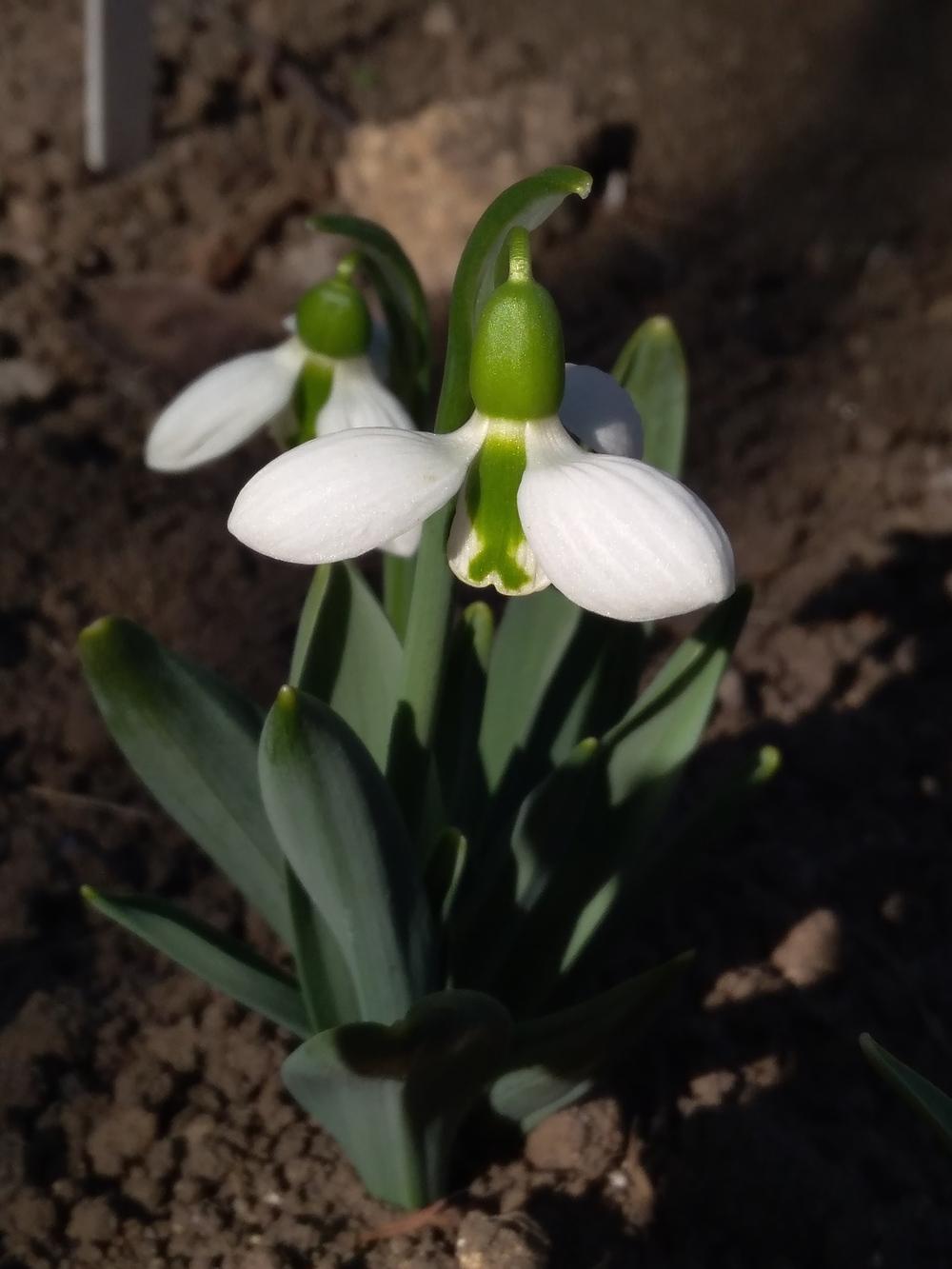 Snowdrop (Galanthus elwesii 'Beluga') in the Snowdrops Database ...