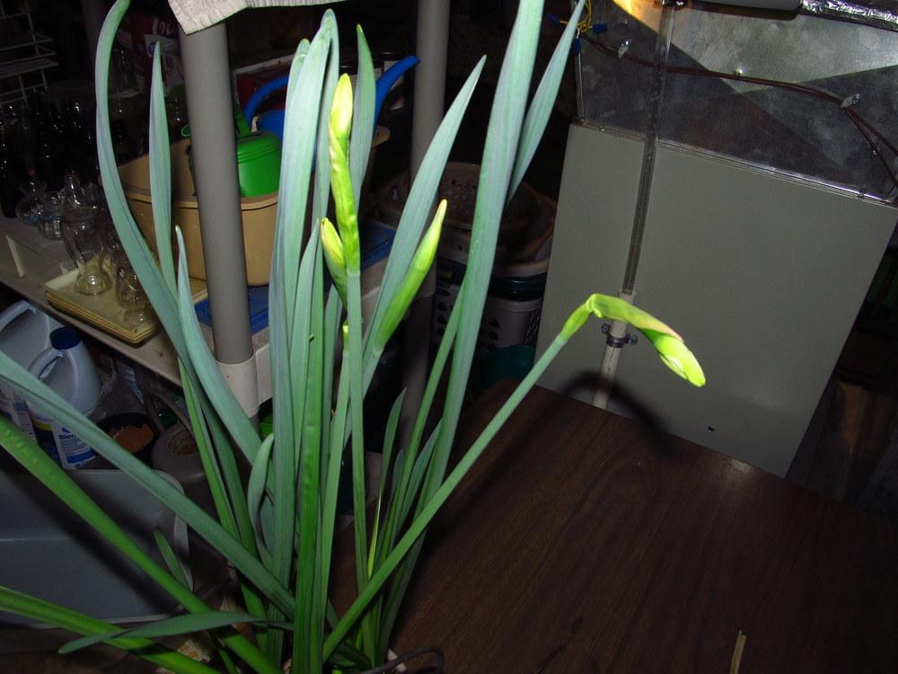 Photo of the closeup of buds, sepals and receptacles of Small Cupped ...