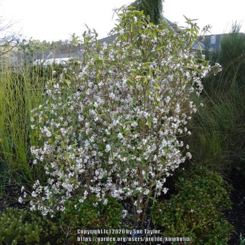 Daphne (Daphne bholua 'Spring Beauty') - Garden.org