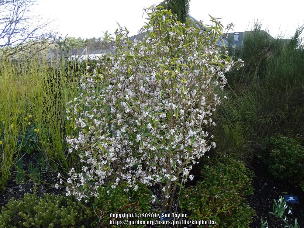 Daphne (Daphne bholua 'Spring Beauty') - Garden.org