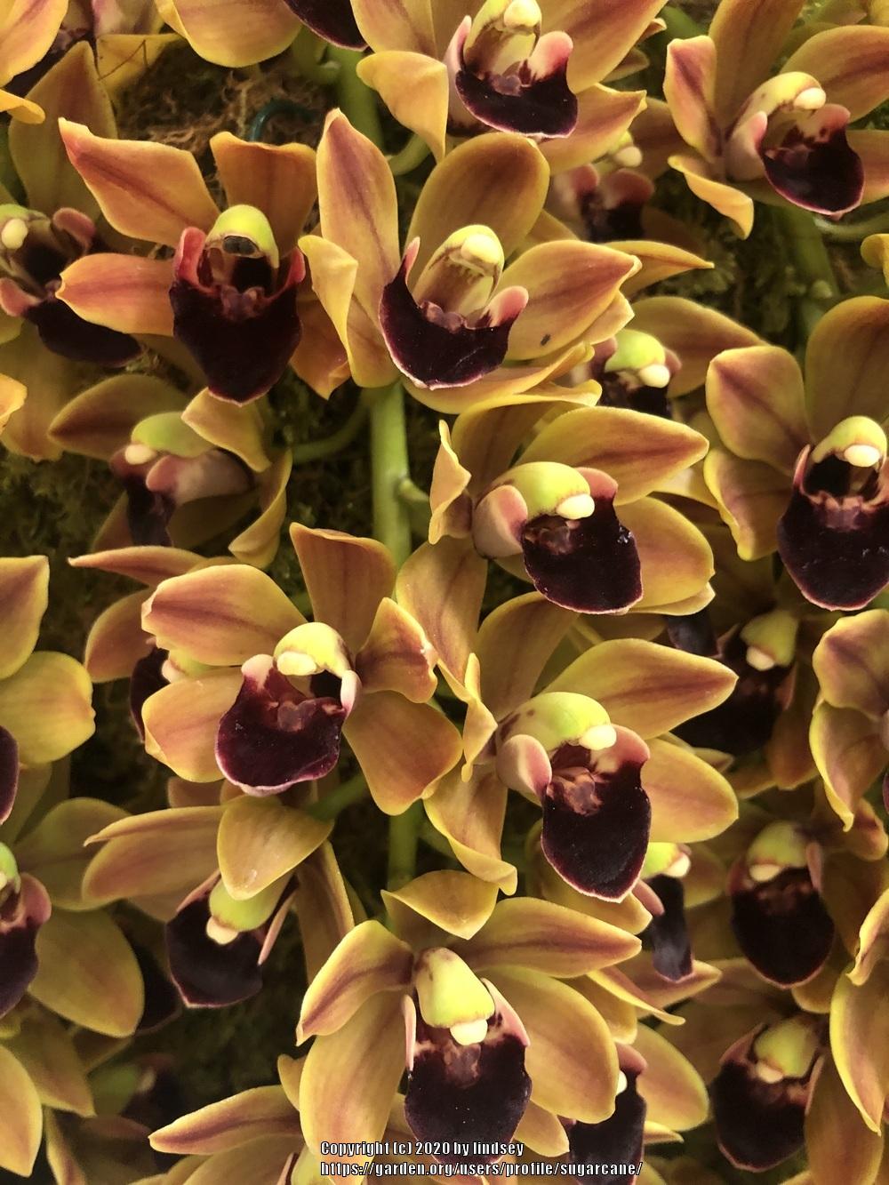 Orchid (Cymbidium Geno's Gem 'Emerald Fire') - Garden.org