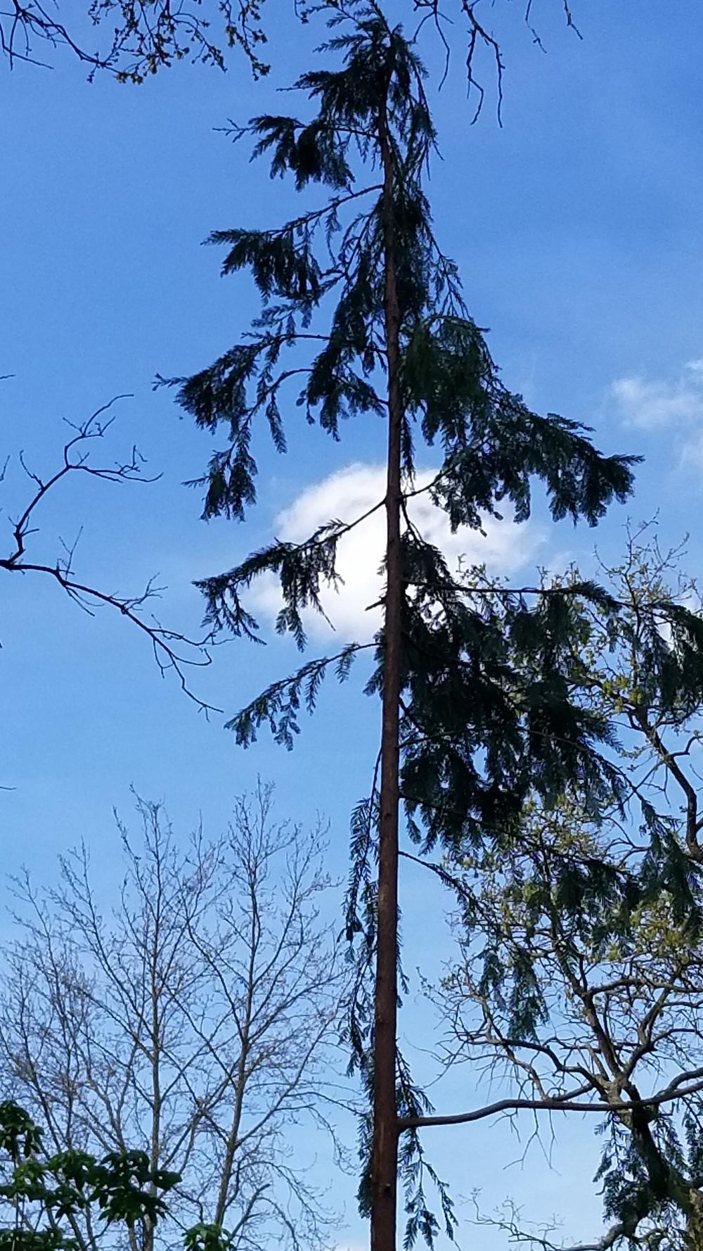 repairing a broken top of tree in the Ask a Question forum - Garden.org