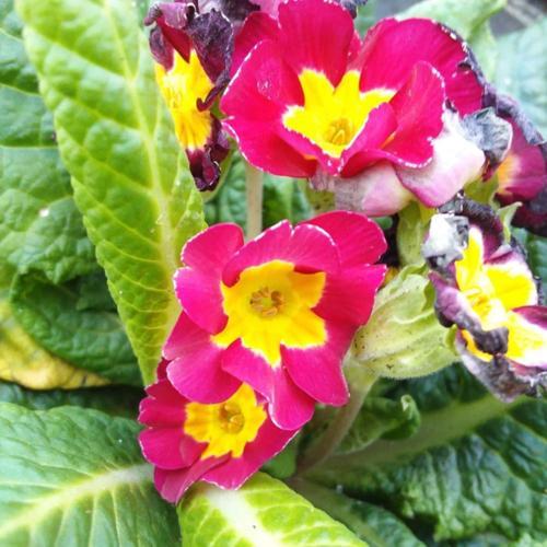 English Primrose (Primula vulgaris subsp. vulgaris 'Danova Mix') in the ...