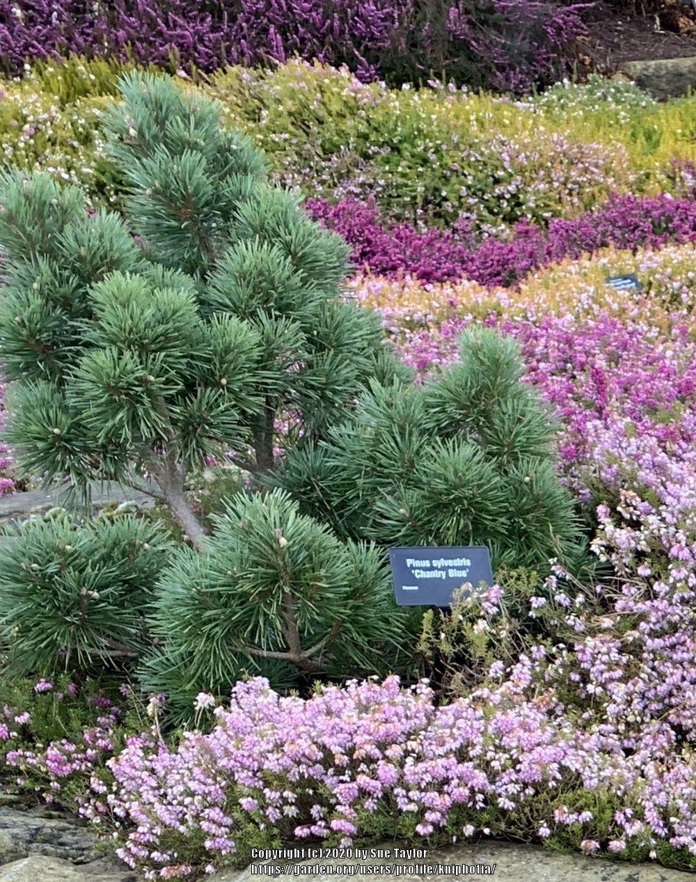 Scots Pine (Pinus sylvestris 'Chantry Blue') - Garden.org