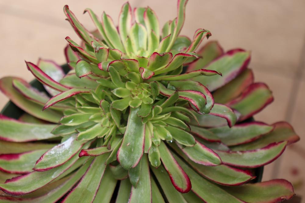 Aeoniums: Plant Care and Collection of Varieties - Garden.org