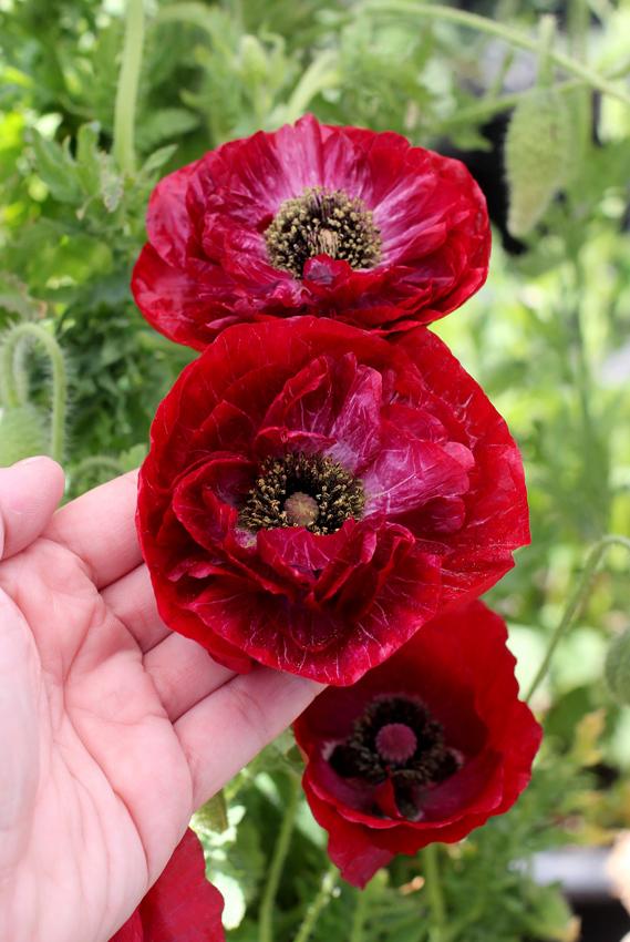 Photo of the bloom of Poppy (Papaver rhoeas 'Pandora') posted by Calif ...