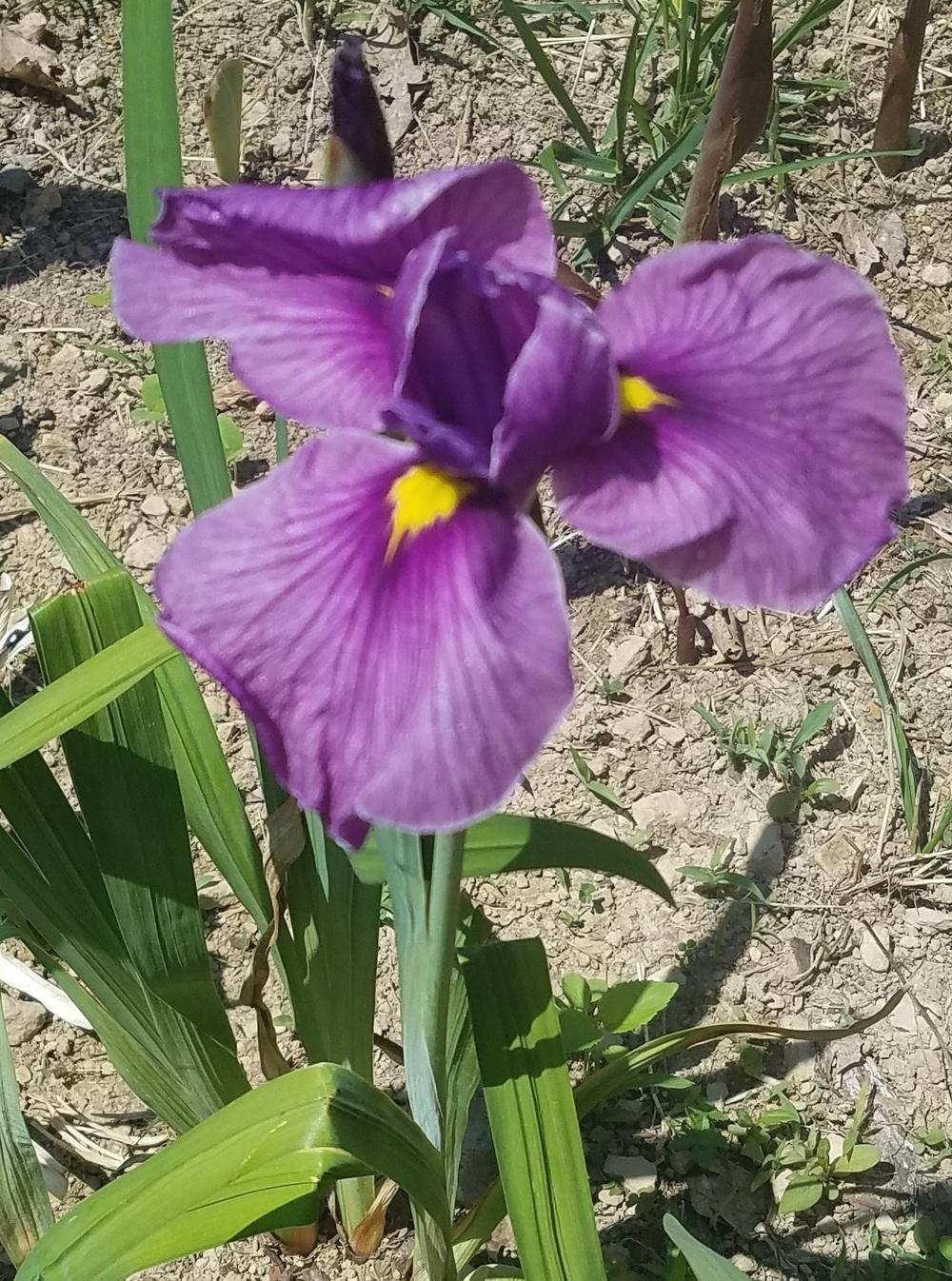 Photo of the entire plant of Species X Iris (Iris 'Eurasia-Blood') posted by Chaos_Feyre ...