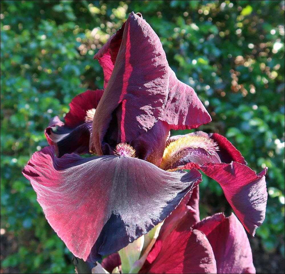 Tall Bearded Iris (Iris 'Ida Red') in the Irises Database - Garden.org