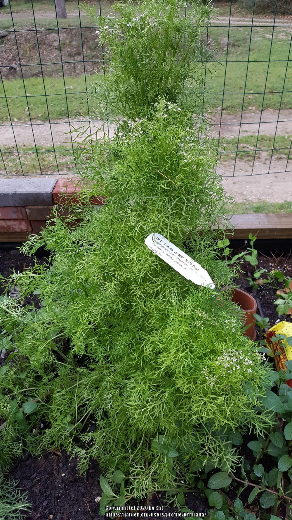 Cilantros: Plant Care and Collection of Varieties - Garden.org