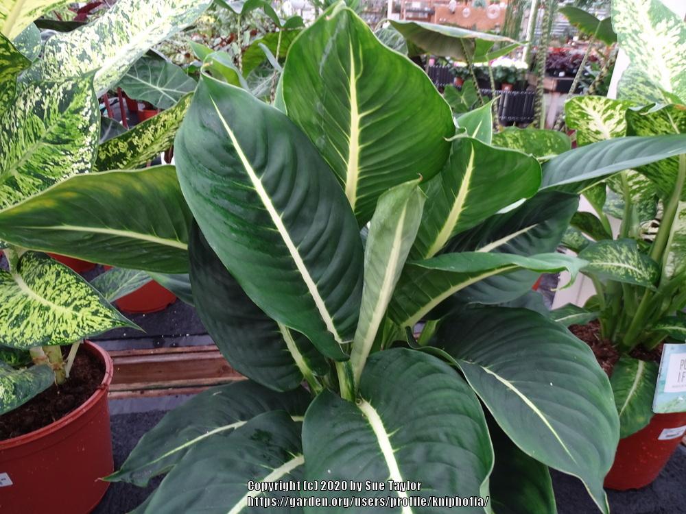 Dieffenbachias: Plant Care and Collection of Varieties - Garden.org