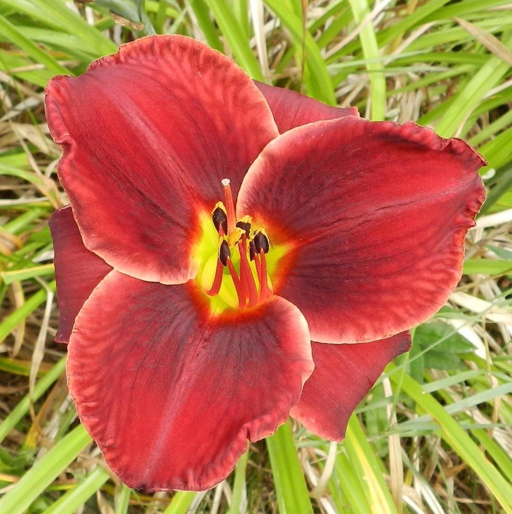 Your best RED daylilies in the Daylilies forum - Garden.org