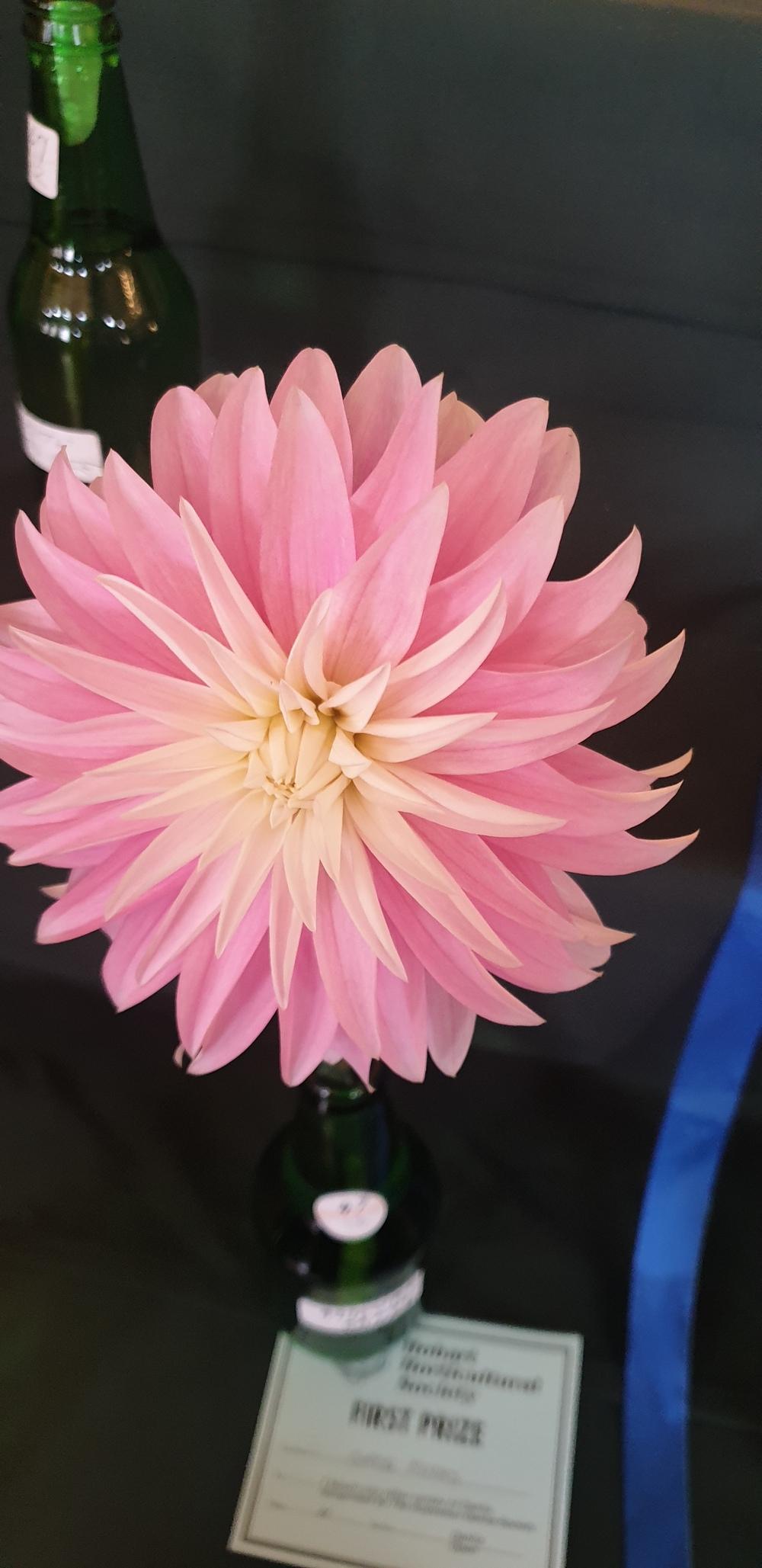 Photo of the bloom of Dahlia 'Alloway Candy' posted by gwhizz - Garden.org