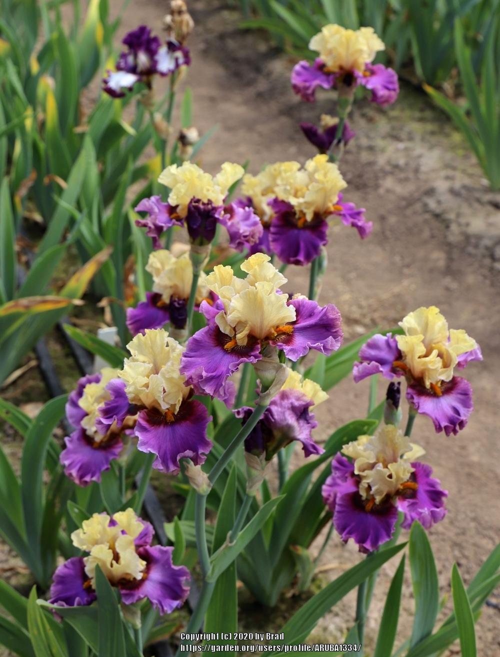 Tall Bearded Iris (Iris 'Punctuation') in the Irises Database - Garden.org