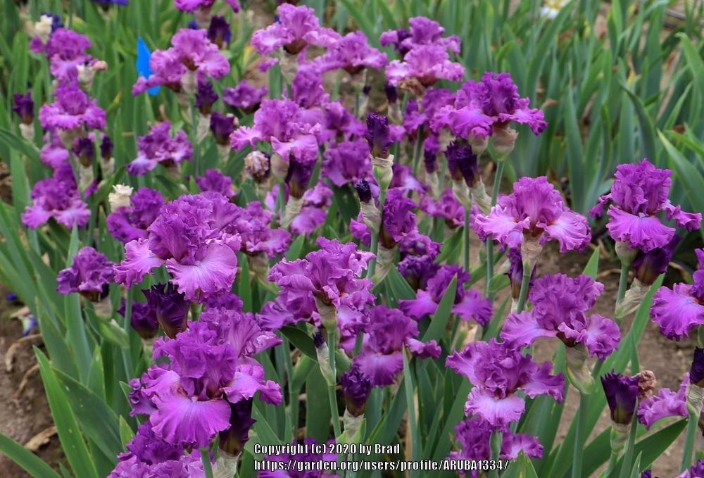 Photo of the bloom of Tall Bearded Iris (Iris 'Elegant Ruffles') posted ...