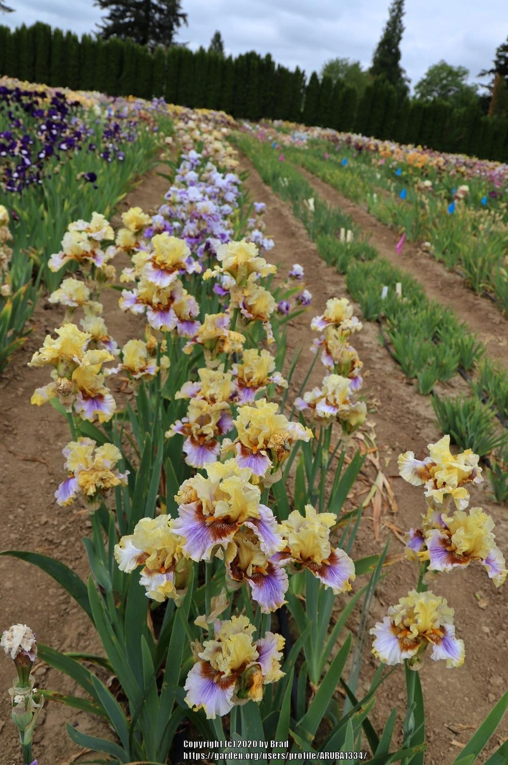 Photo of the bloom of Tall Bearded Iris (Iris 'Flaming Torch') posted ...