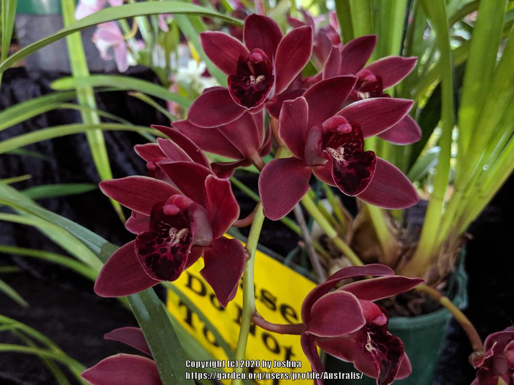 Orchid (Cymbidium Ruby Brook 'Falling Fire') - Garden.org
