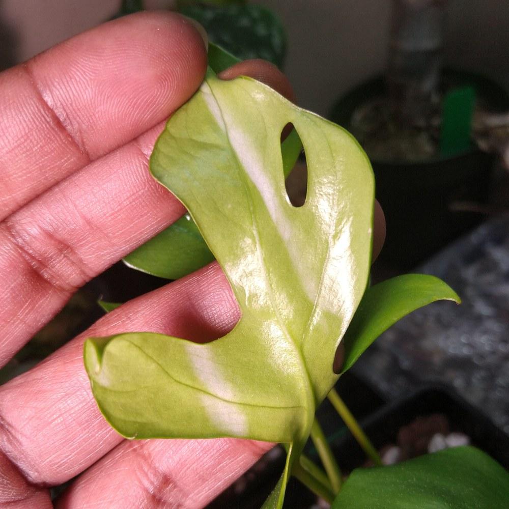 What exactly is variegation? in the Variegated Foliage forum - Garden.org