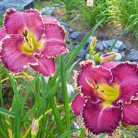 Daylily (Hemerocallis 'Northern Fancy') in the Daylilies Database - Garden.org