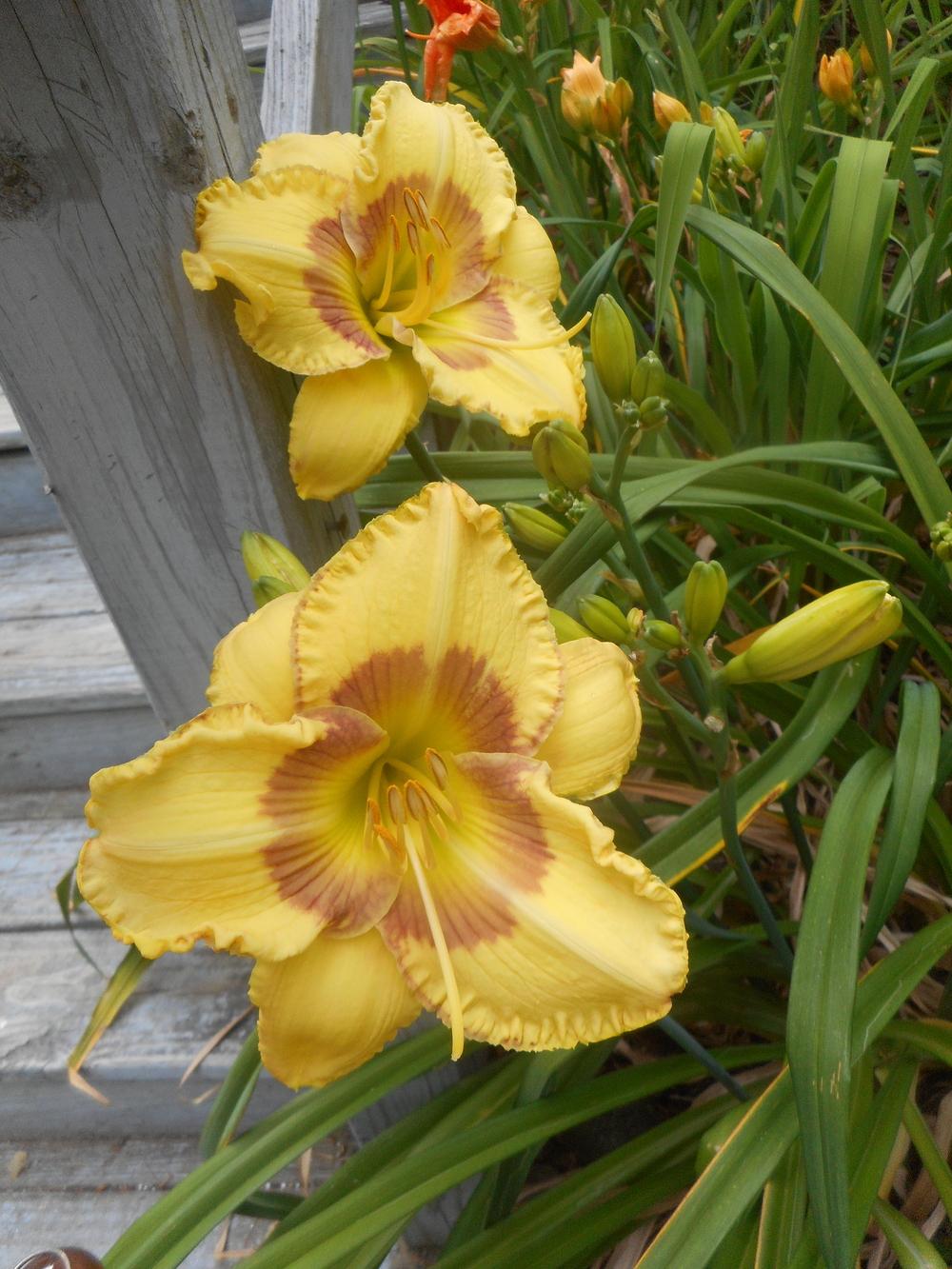 Daylily (Hemerocallis 'Fancy Finish') in the Daylilies Database - Garden.org