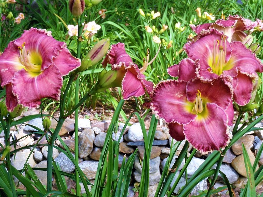 Photo of the bloom of Daylily (Hemerocallis 'Northern Fancy') posted by celestialrose - Garden.org