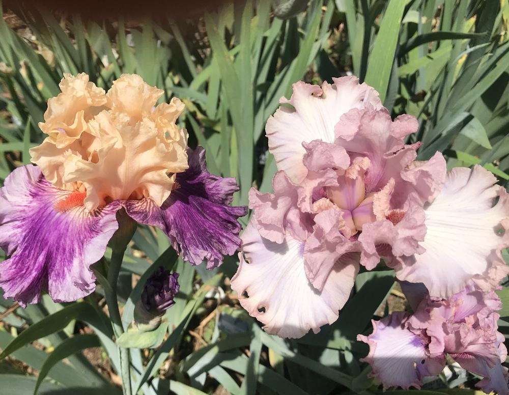 Your favorite iris that begin with "C" in the Irises forum - Garden.org