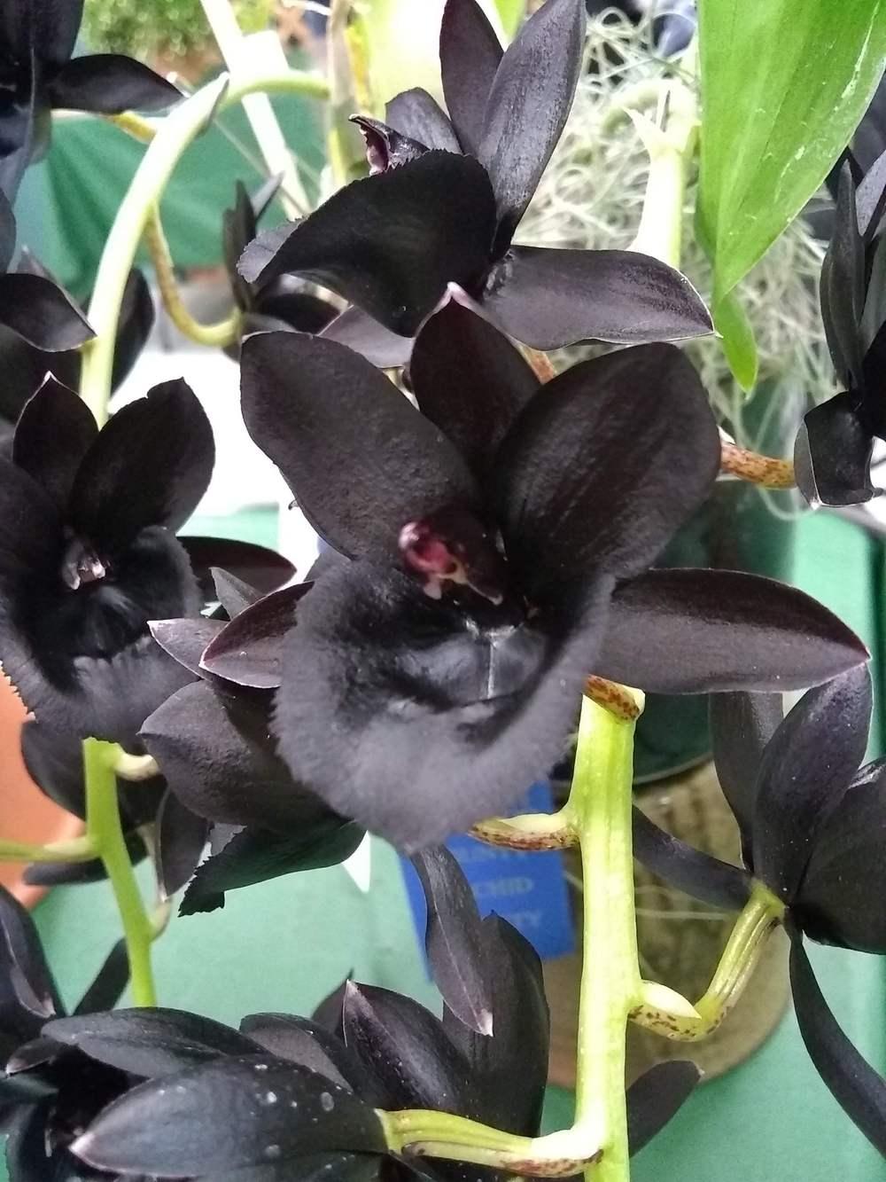 Orchid (Fredclarkeara Kelly Longley) - Garden.org