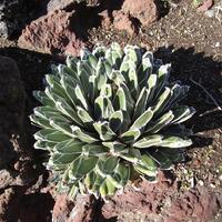 Photo of the entire plant of King Ferdinand Agave (Agave nickelsiae ...