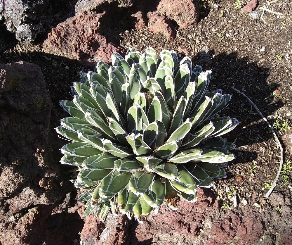 Photo of the entire plant of King Ferdinand Agave (Agave nickelsiae ...
