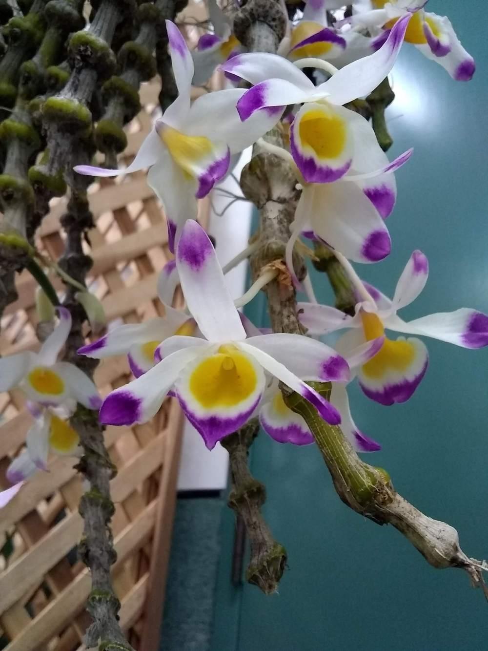 Orchid (Dendrobium pendulum) - Garden.org
