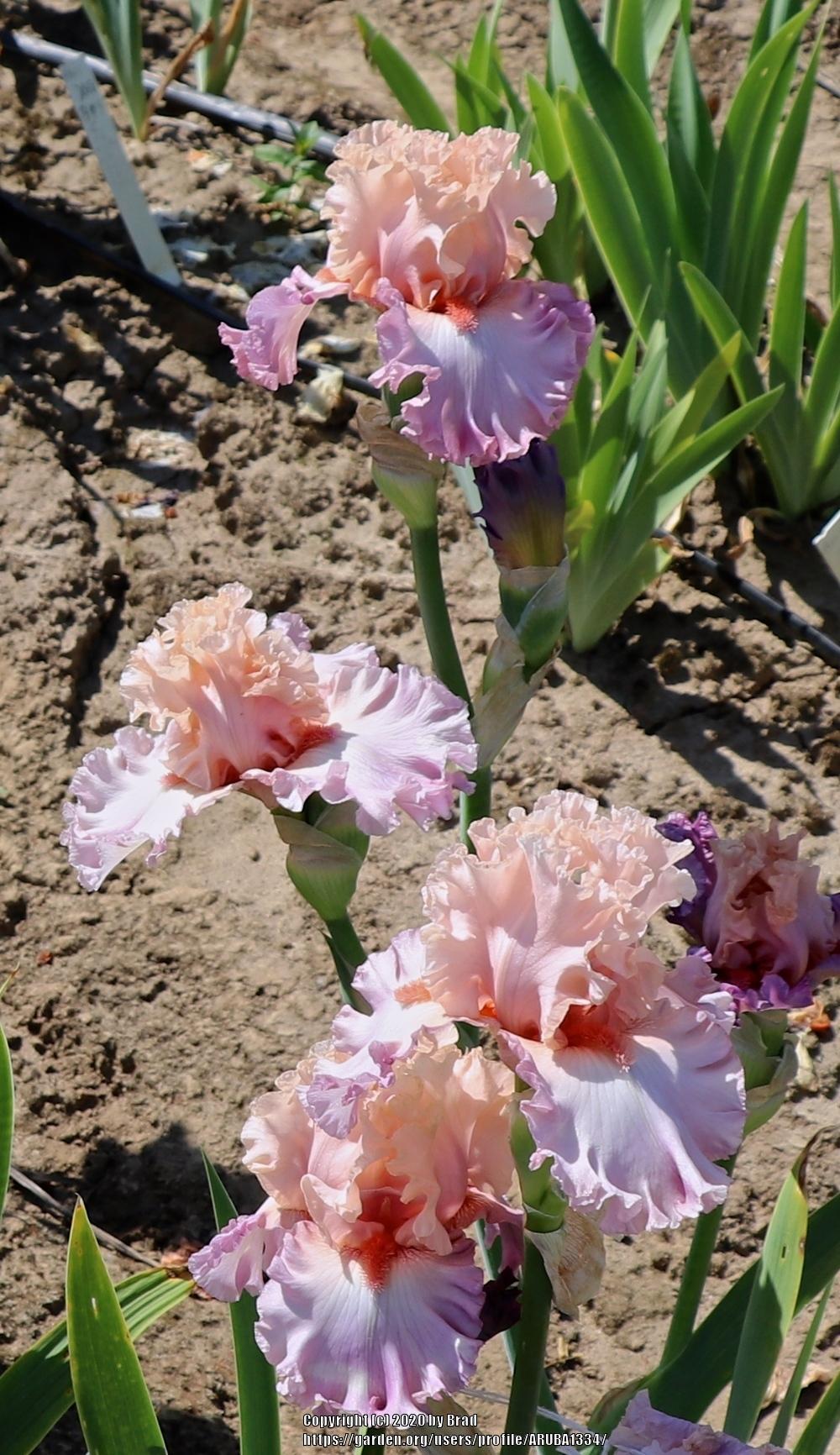 Photo of the bloom of Tall Bearded Iris (Iris 'Top Choice') posted by ...