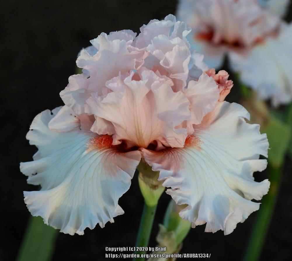 Photo of the bloom of Tall Bearded Iris (Iris 'Let's Snuggle') posted ...