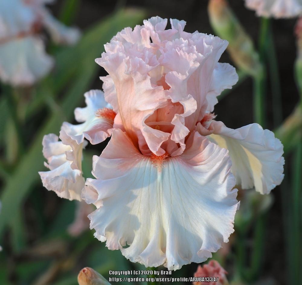 Tall Bearded Iris (Iris 'Let's Snuggle') in the Irises Database ...