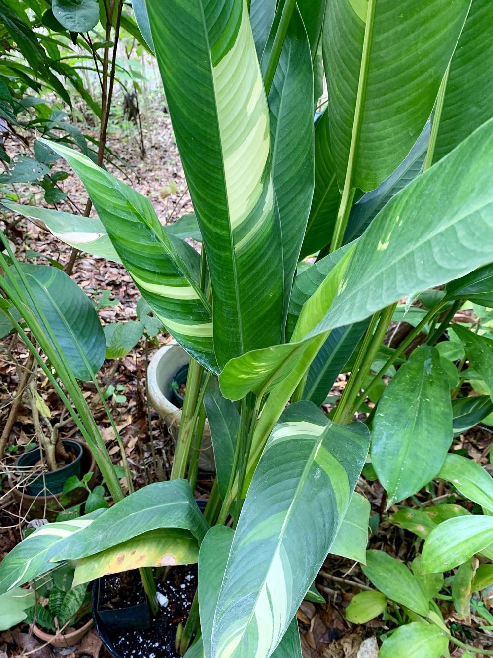 variegated heliconia in the Variegated Foliage forum - Garden.org