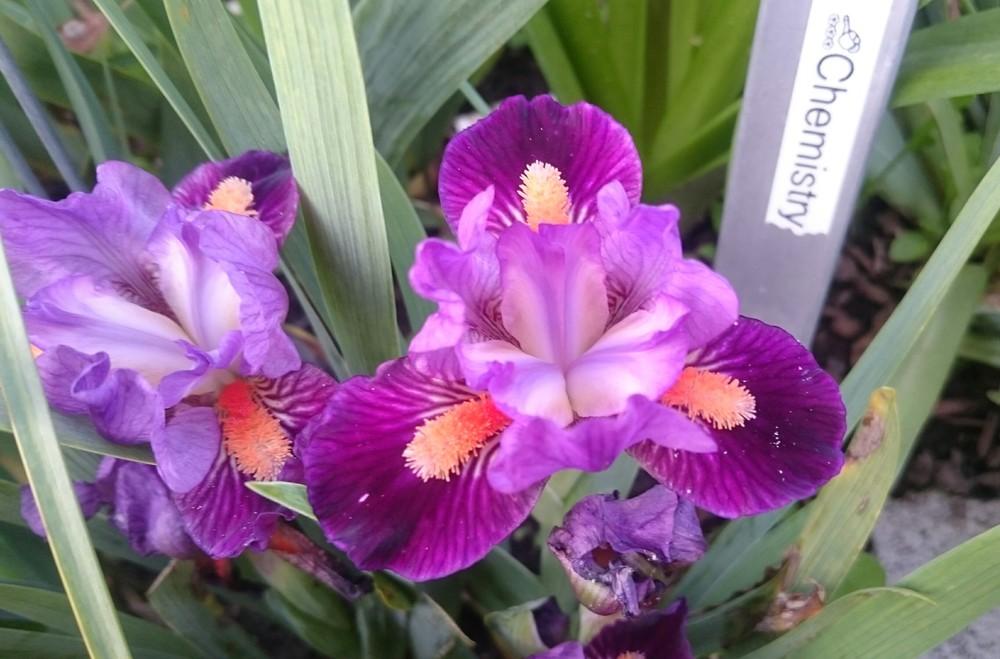 Your favorite iris that begin with "C" in the Irises forum - Garden.org