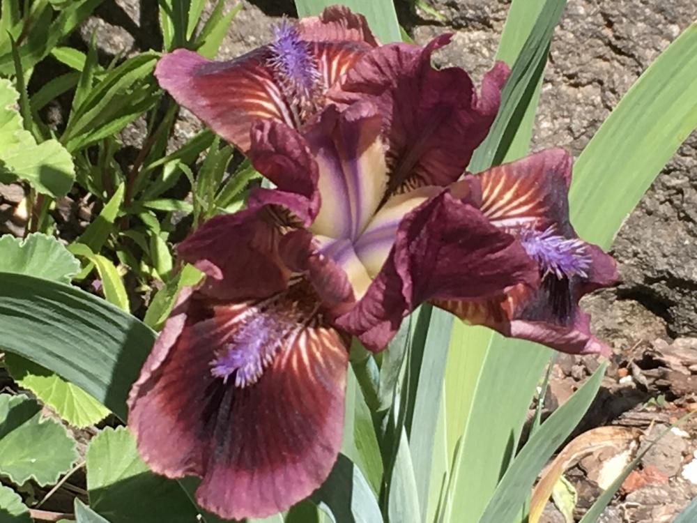 Your favorite iris that begin with "C" in the Irises forum - Garden.org