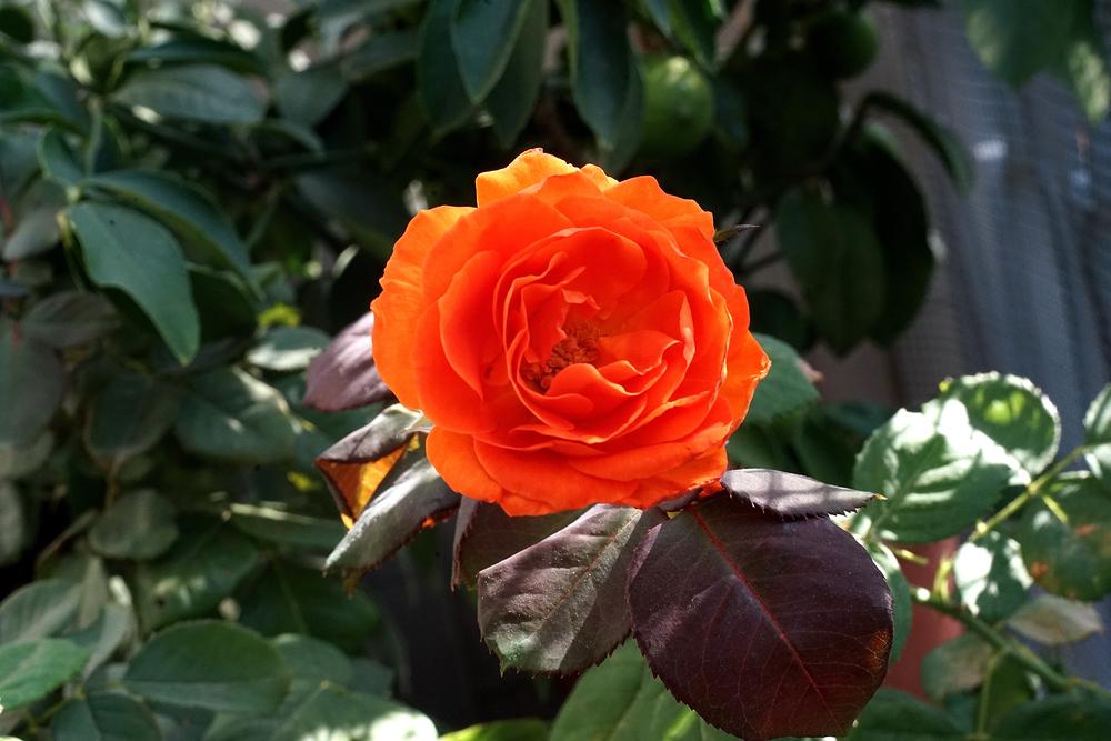 Rose (Rosa 'Vavoom') in the Roses Database - Garden.org