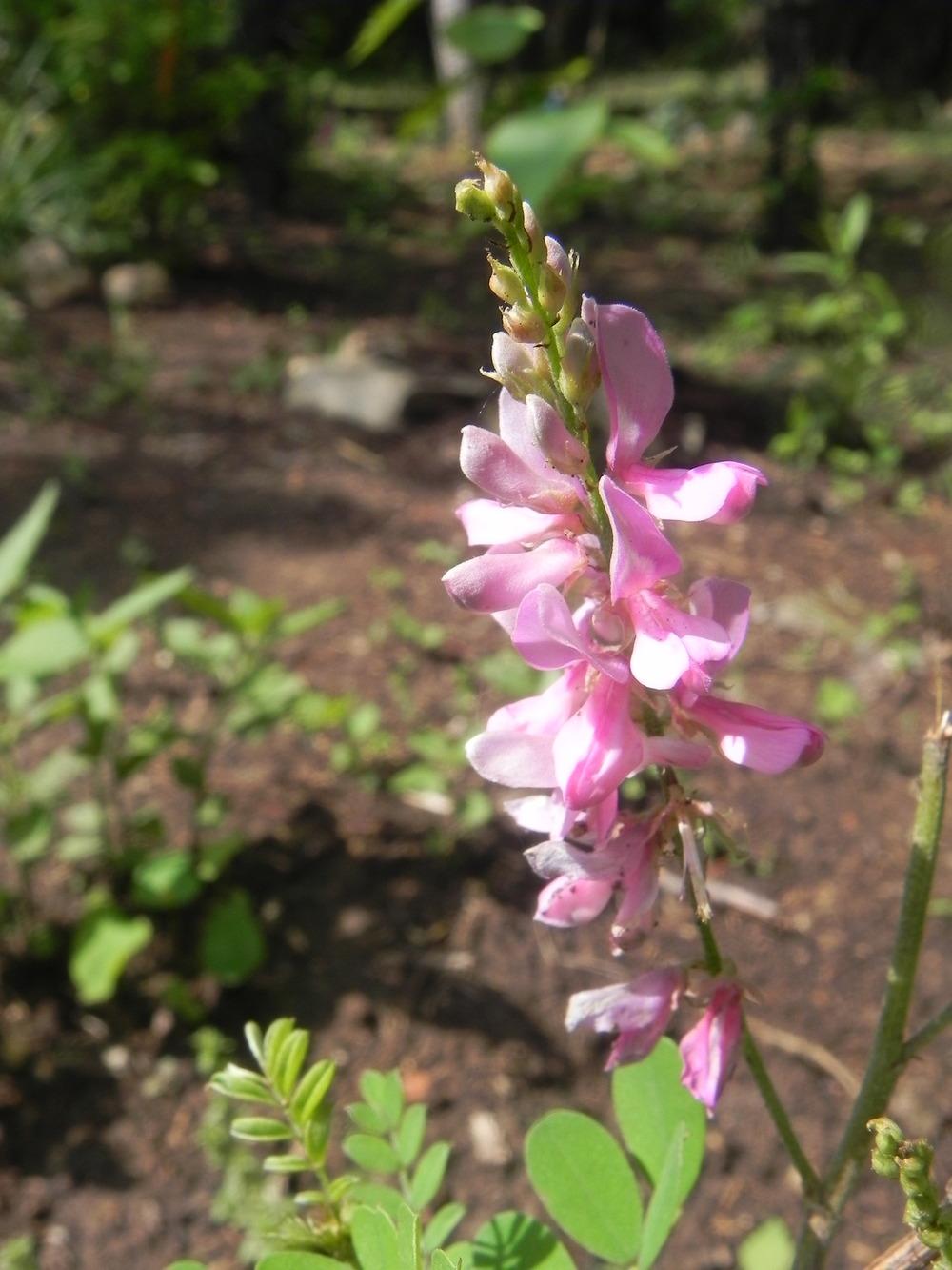 Photo of the bloom of Himalayan Indigo (Indigofera heterantha) posted ...