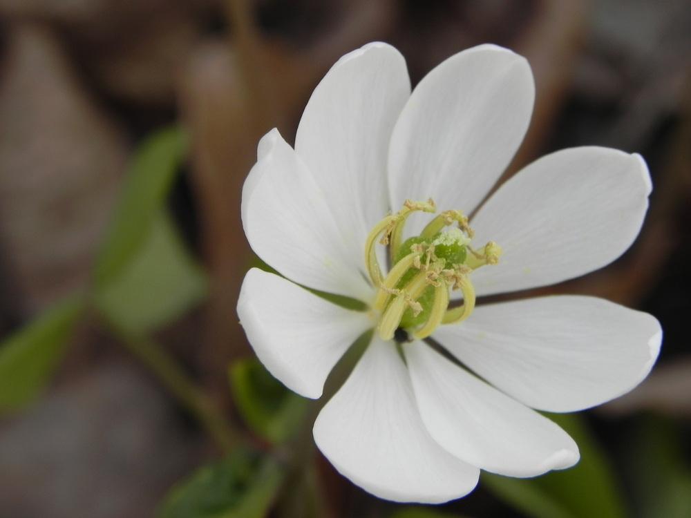 Photo of the bloom of Twinleaf (Jeffersonia diphylla) posted by SL ...