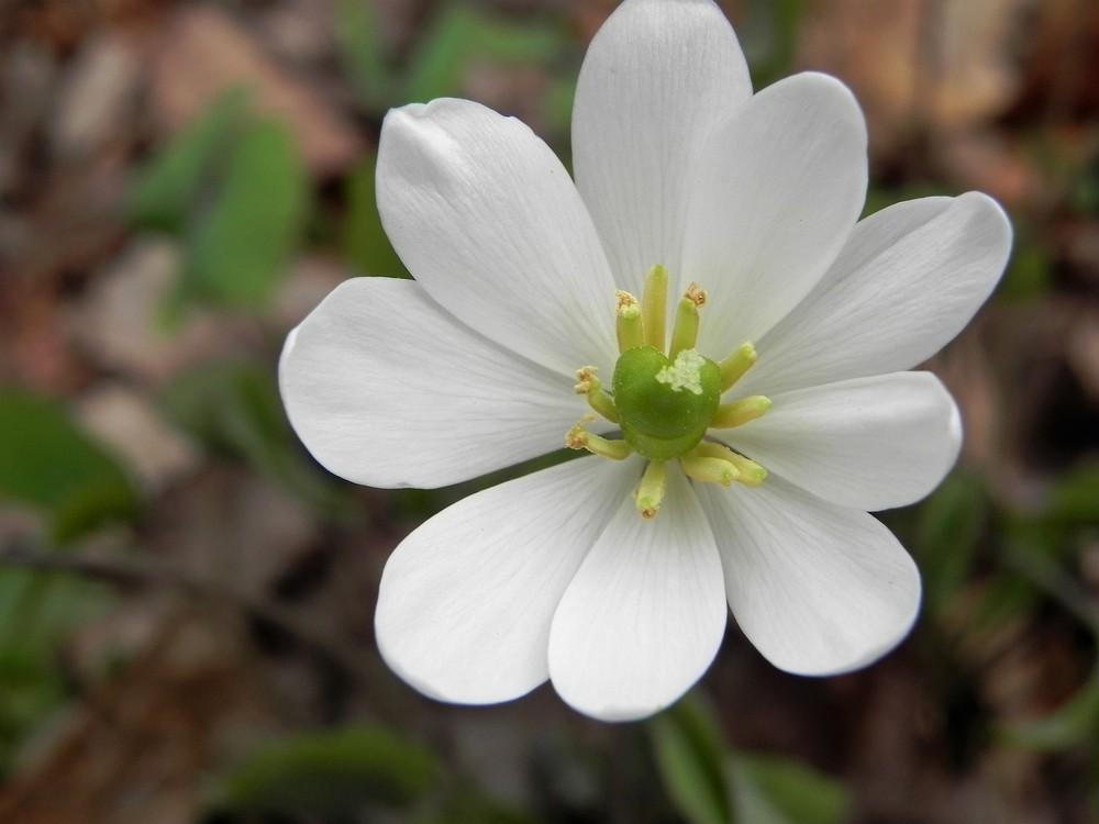 Photo of the bloom of Twinleaf (Jeffersonia diphylla) posted by SL ...