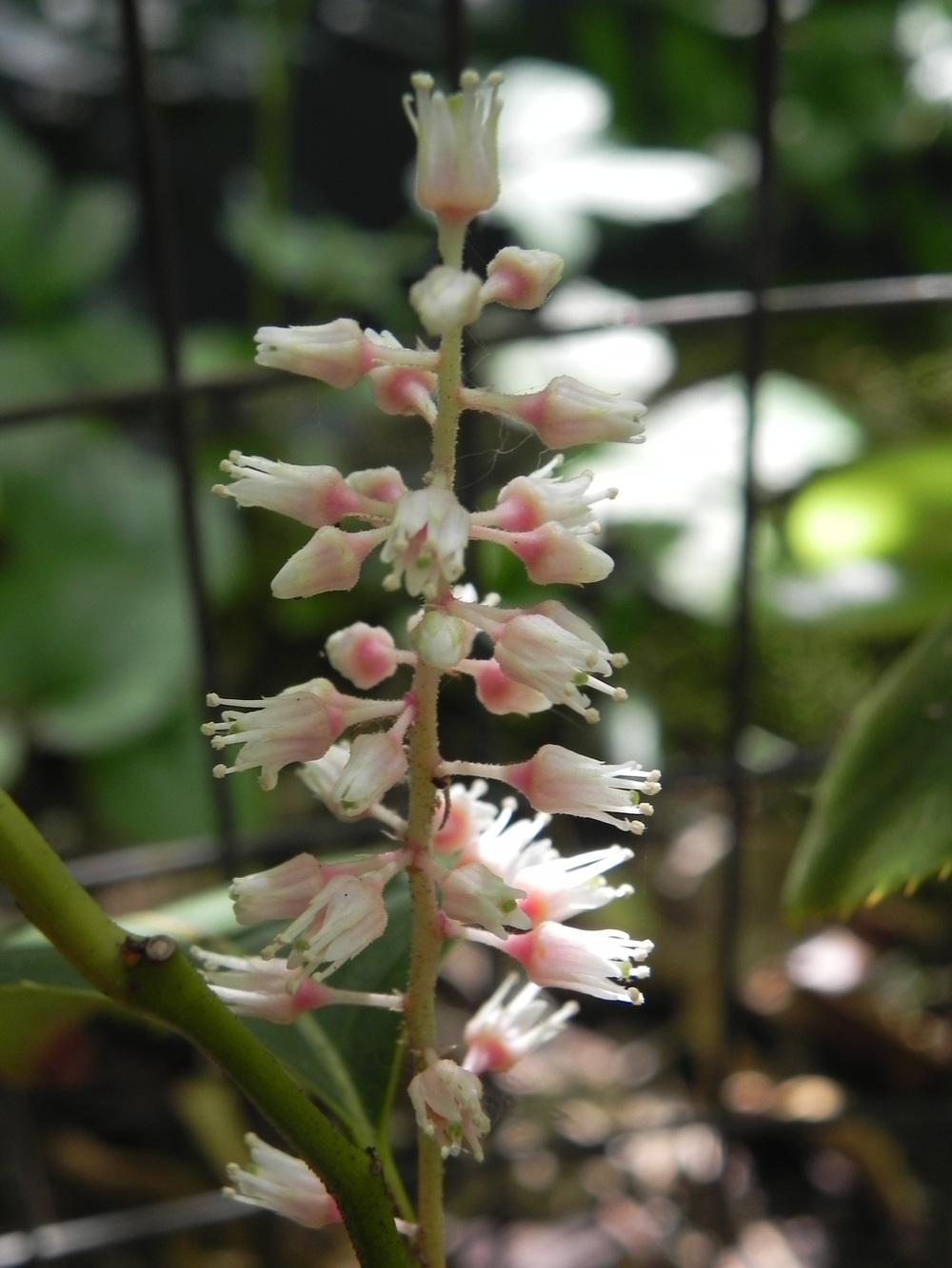 Itea (Itea yunnanensis) - Garden.org