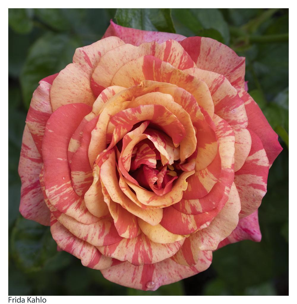 March Roses from the Big Island in the Roses forum - Garden.org