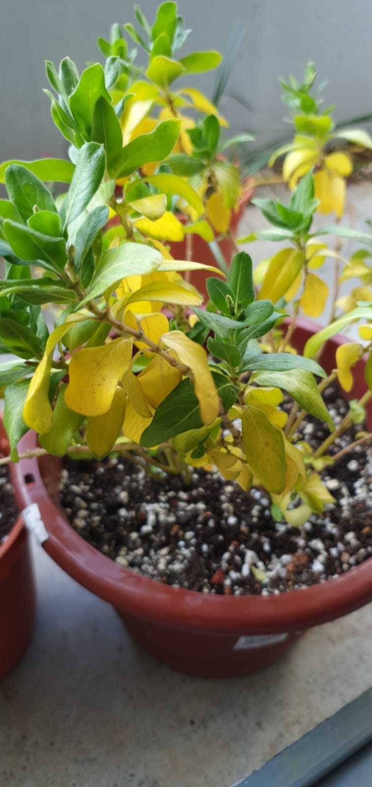 Yellowing Periwinkle leaves in the Ask a Question forum - Garden.org
