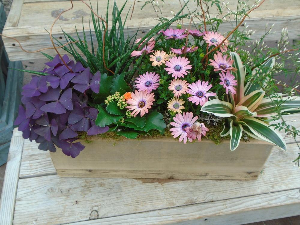 Viewing a Plant Combination by Paul2032 - Garden.org