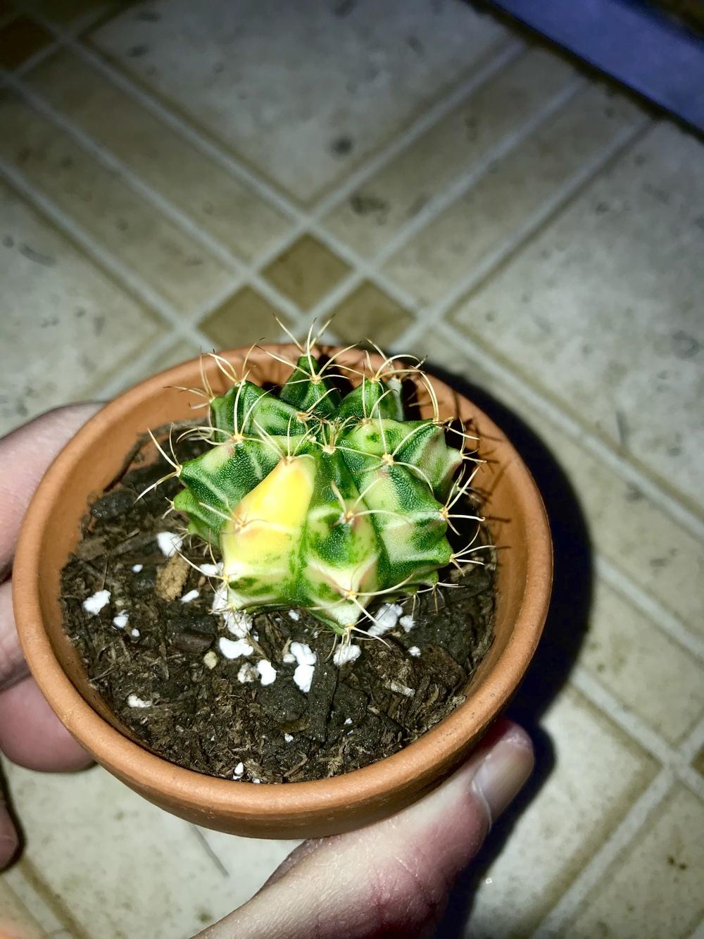 Contagious rotting in grafted moon cacti? in the Cactus and Succulents ...