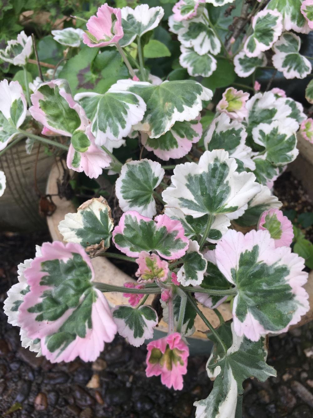Pelargoniums: Plant Care and Collection of Varieties - Garden.org