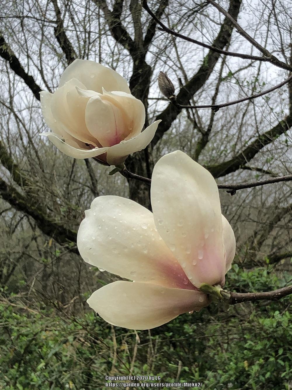 Magnolia 'Sayonara' in the Magnolias Database - Garden.org