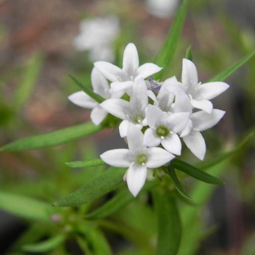 Narrow-Leaved Bluets (Houstonia longifolia) - Garden.org