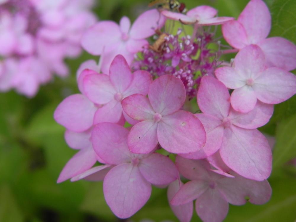 Hybrid Hydrangea (Hydrangea 'Preziosa') in the Hydrangeas Database ...