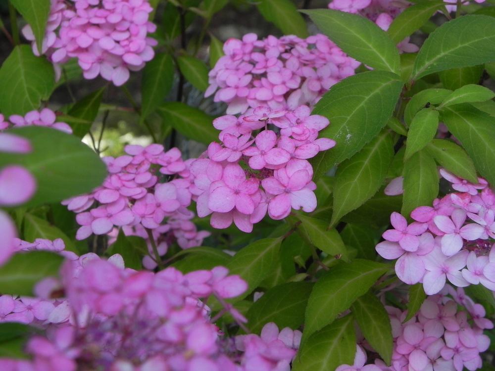 Photo of the bloom of Hybrid Hydrangea (Hydrangea 'Preziosa') posted by ...