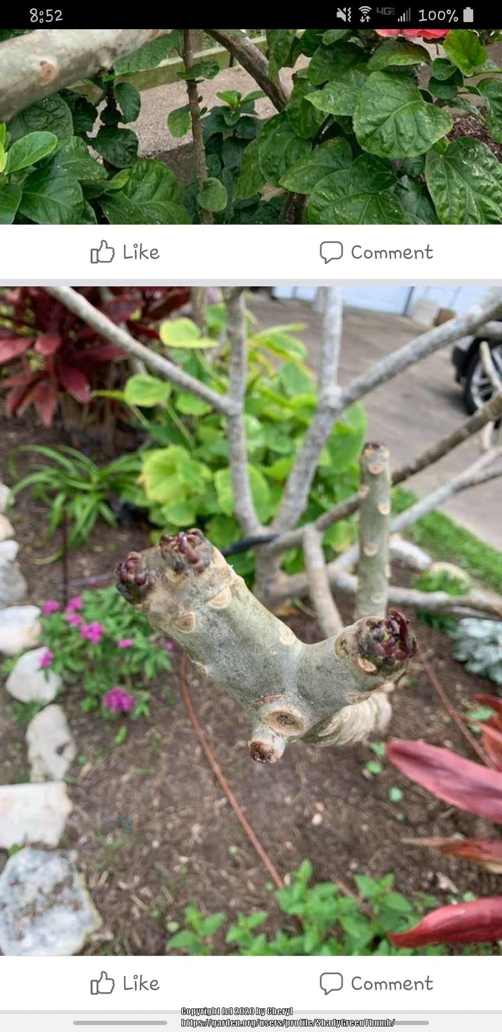 When 2 branches grow together. Like conjoined branches? in the Plumeria ...